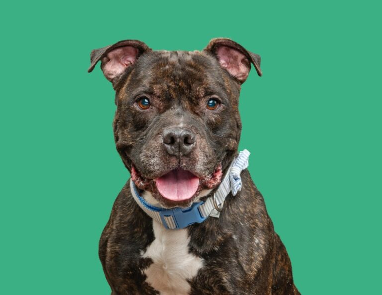 Burlington County Animal Shelter Makes First Adoptions of 2026 – avnet.org